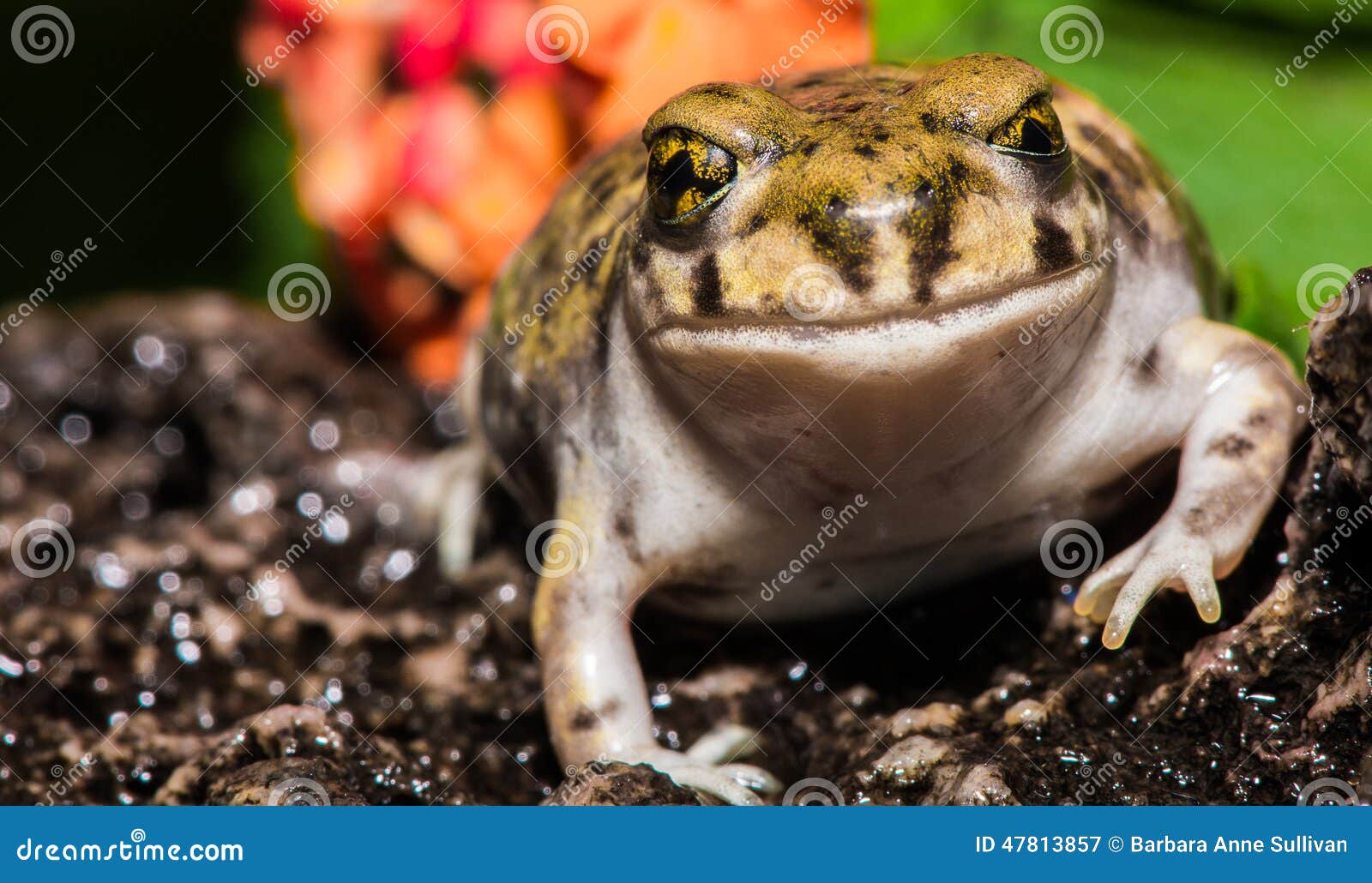 Closeup of Backyard Toad stock image. Image of attentive - 47813857