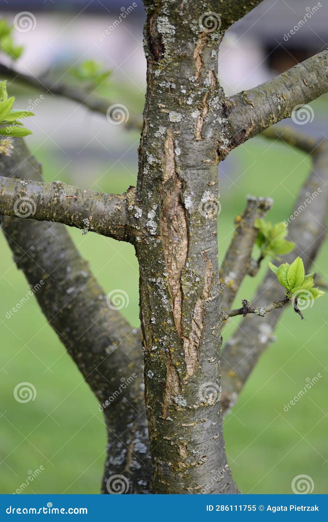 Cracked Bark on a Tree in an Orchard Stock Image - Image of canker ...
