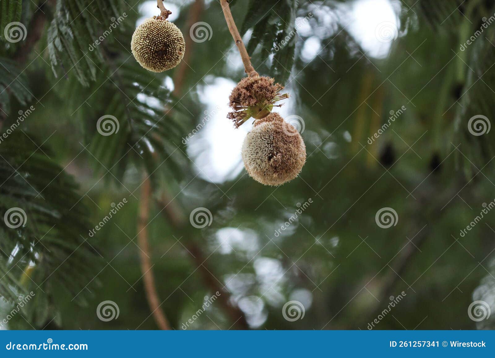 Closeup of a Badminton Ball on the Tree Stock Image - Image of harvest ...