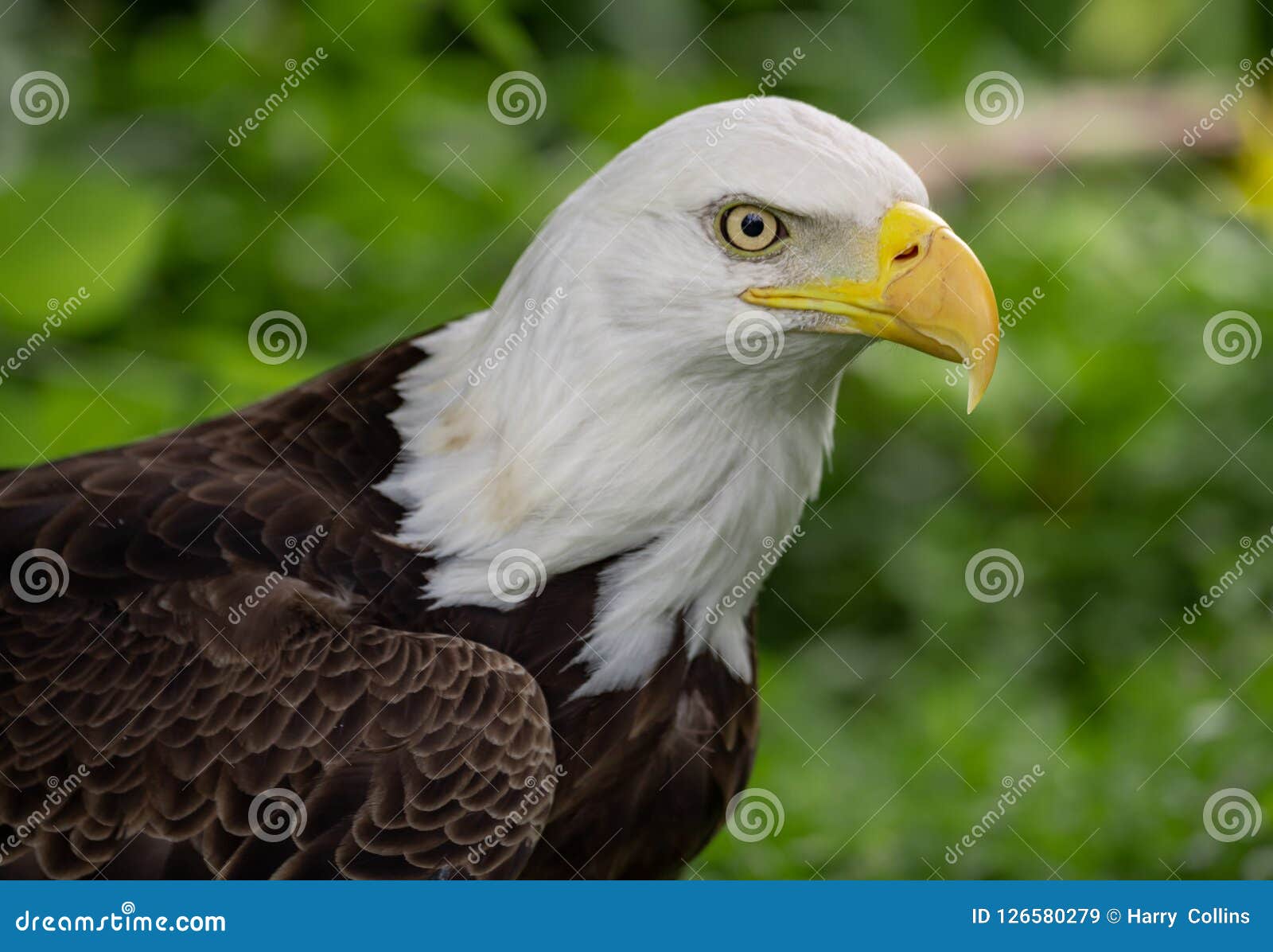 Bald Eagle Portrait stock image. Image of outdoors, branch - 126580279