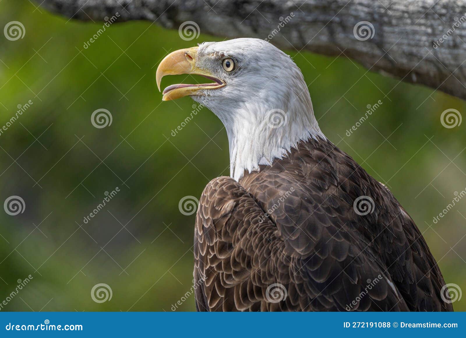 Closeup of a Bald Eagle Looking into the Distance. Stock Photo - Image ...