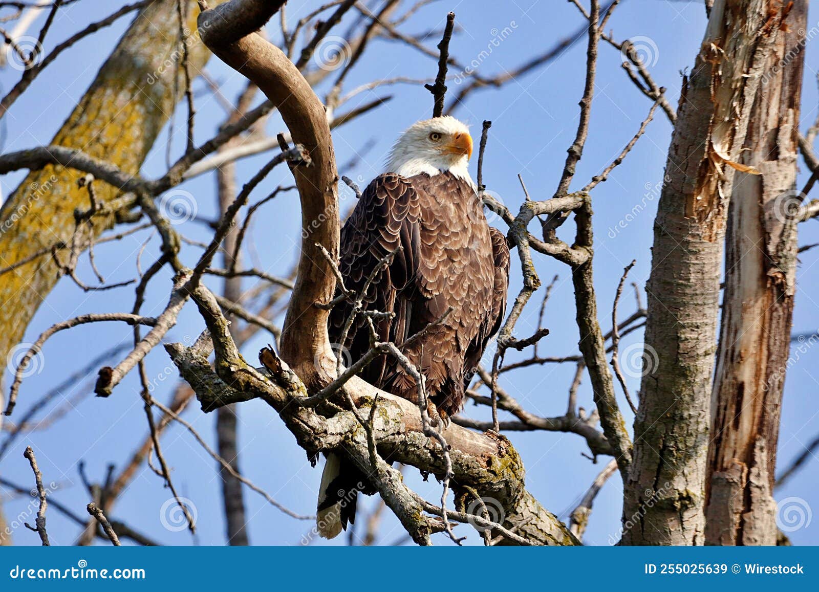 Closeup of a Bald Eagle Standing on Empty Branches in Wilderness Stock ...