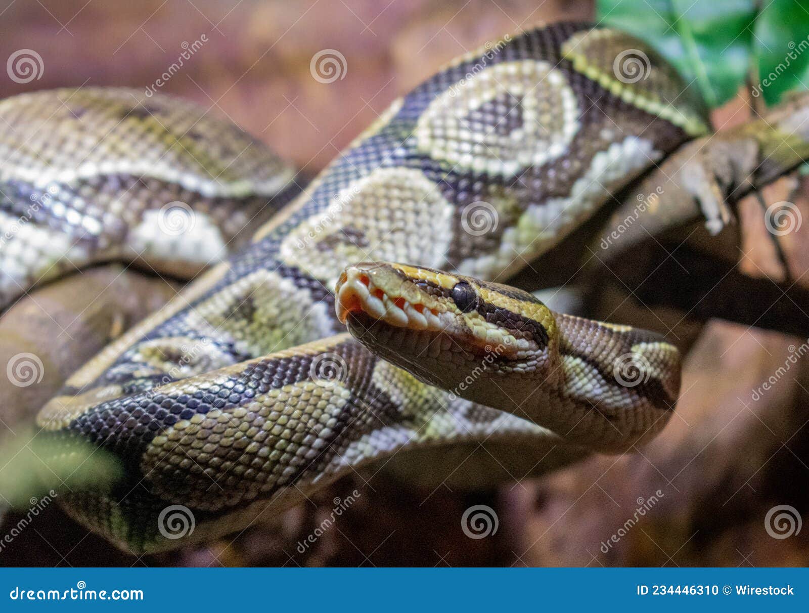 Closeup of the Ball Python Also Called the Royal Python. Stock Photo ...