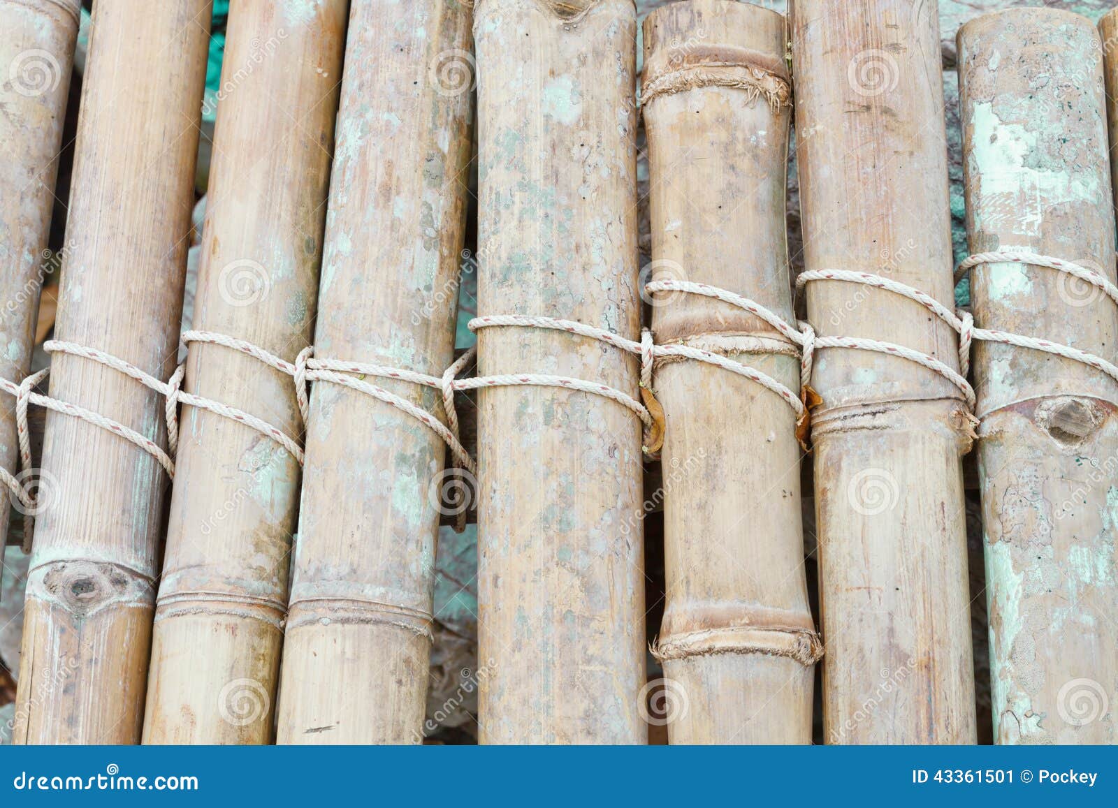 Closeup of a Bamboo with Knot. Stock Image - Image of stick, fiber ...