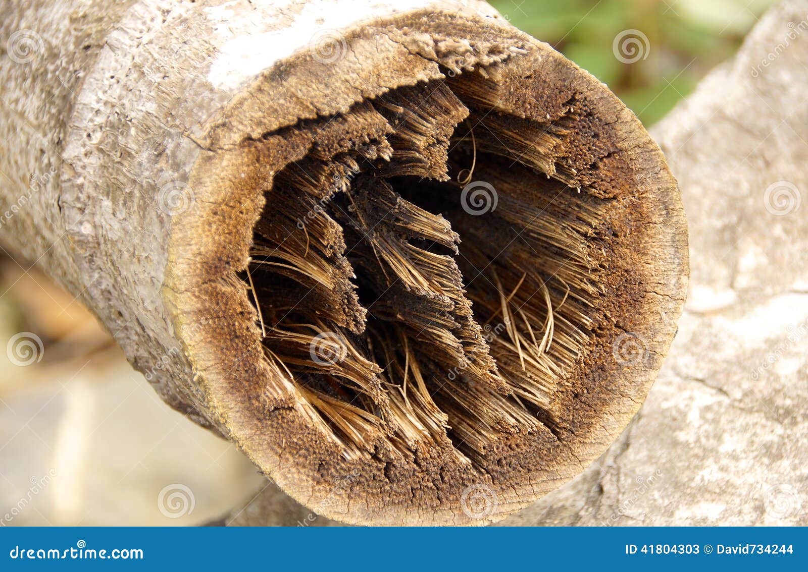 The Closeup of Bamboo Section Stock Image - Image of aboriginal ...