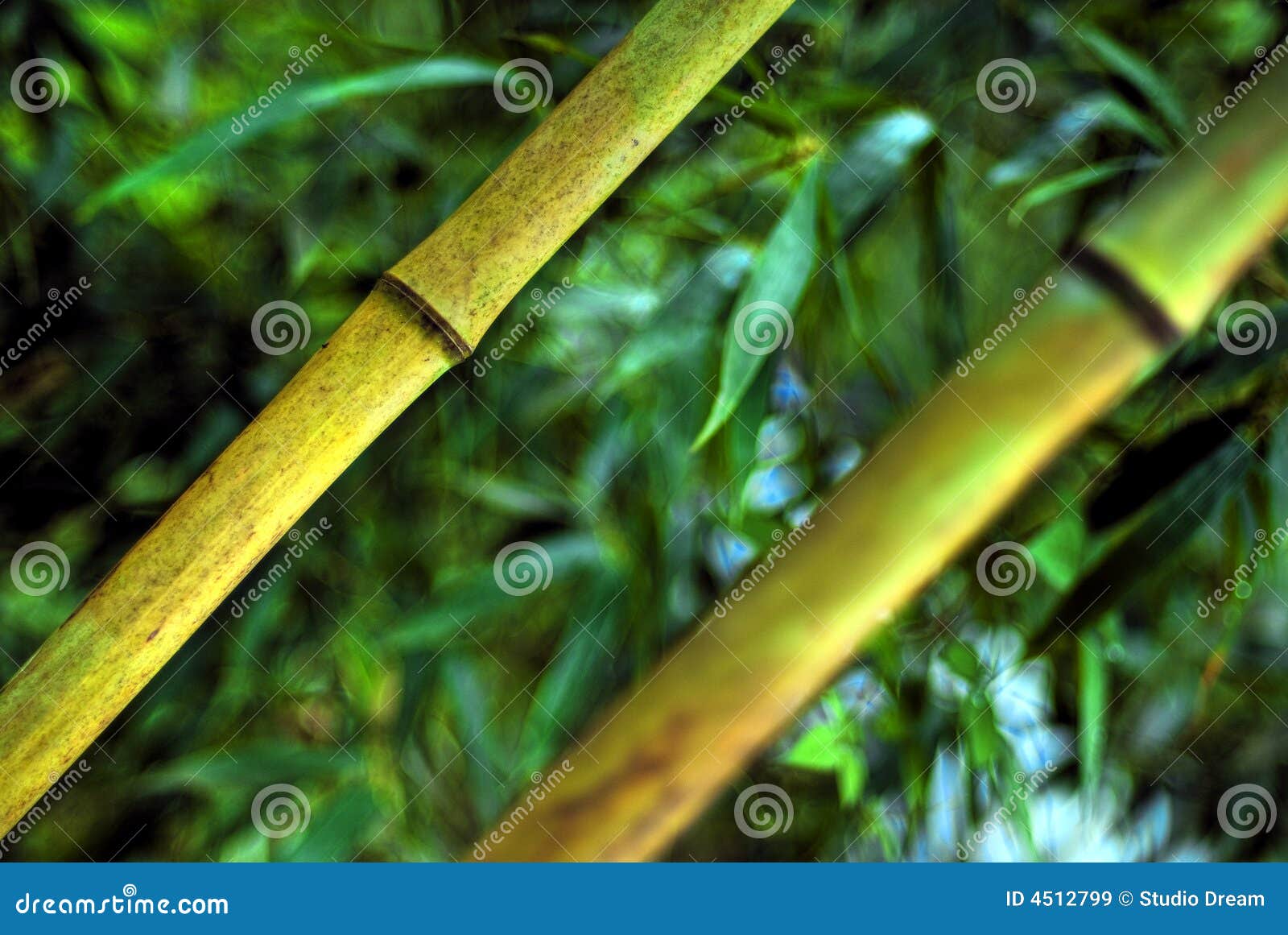 Closeup of bamboo stalks stock image. Image of botanical - 4512799