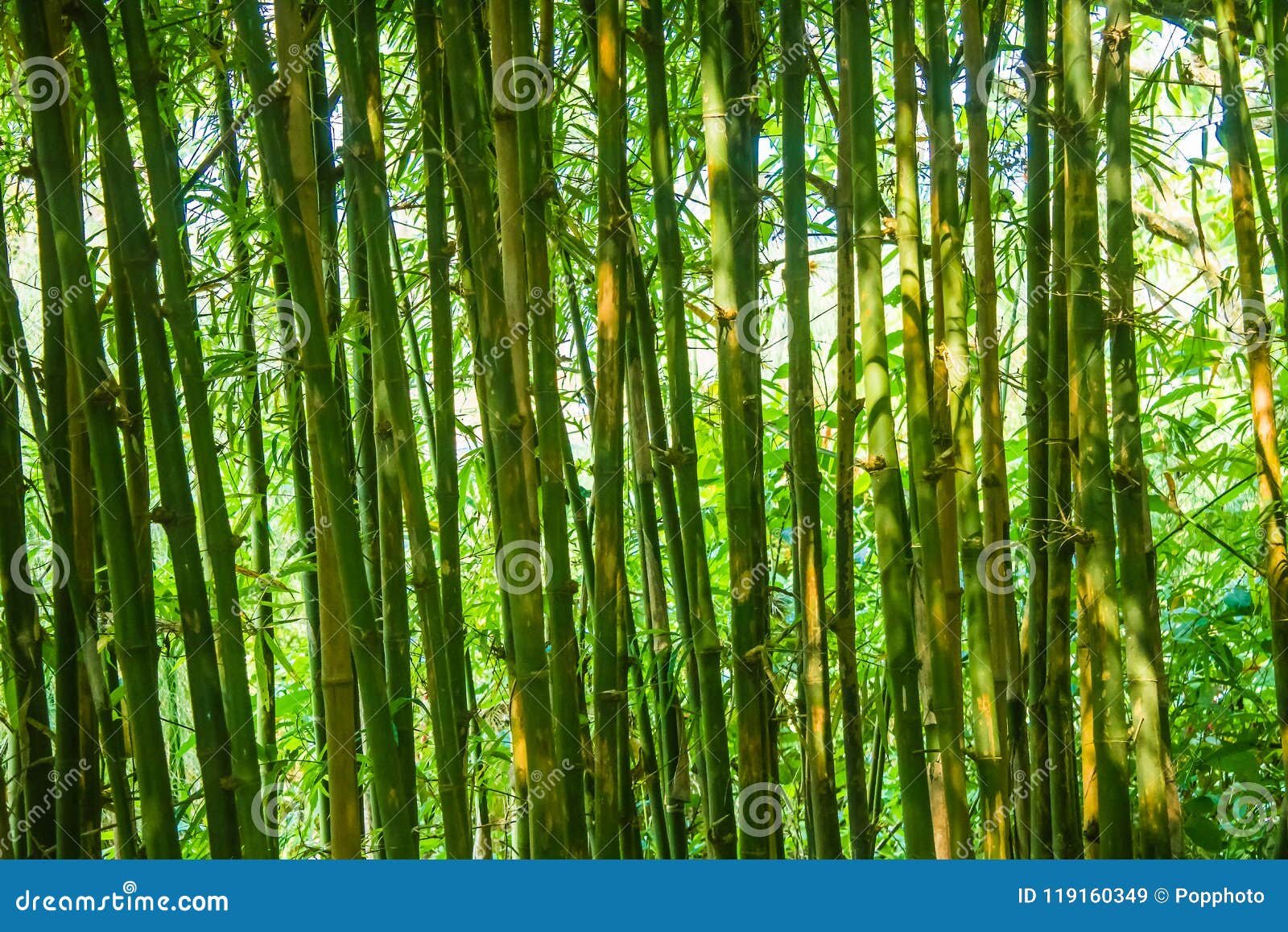 Closeup of Bamboo Tree in Natural Light Stock Image - Image of timber ...