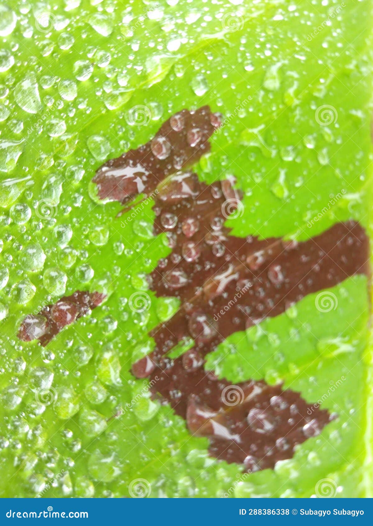 Closeup of Banana Leaf Hit by Raindrops Stock Photo - Image of ...