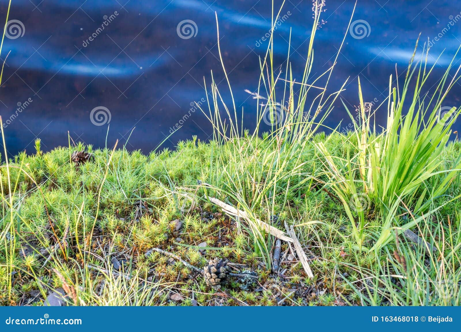 Closeup of Bank of River with Moss, Grass and Water Stock Photo - Image ...