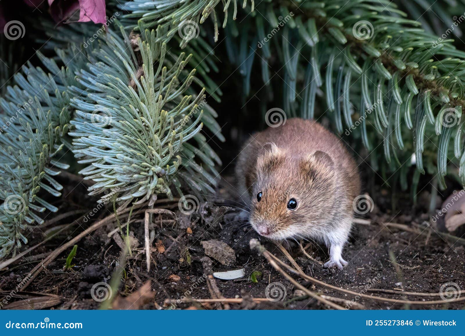 Closeup of a Bank Vole, Myodes Glareolus. Stock Photo - Image of ...