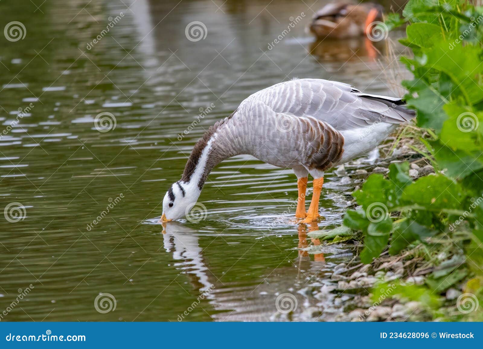 Closeup of a Bar-headed Goose Drinking Water Stock Photo - Image of ...