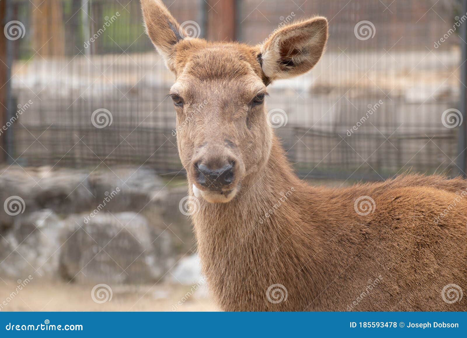 A Closeup of a Barasingha Deer Stock Photo - Image of animal, portrait ...