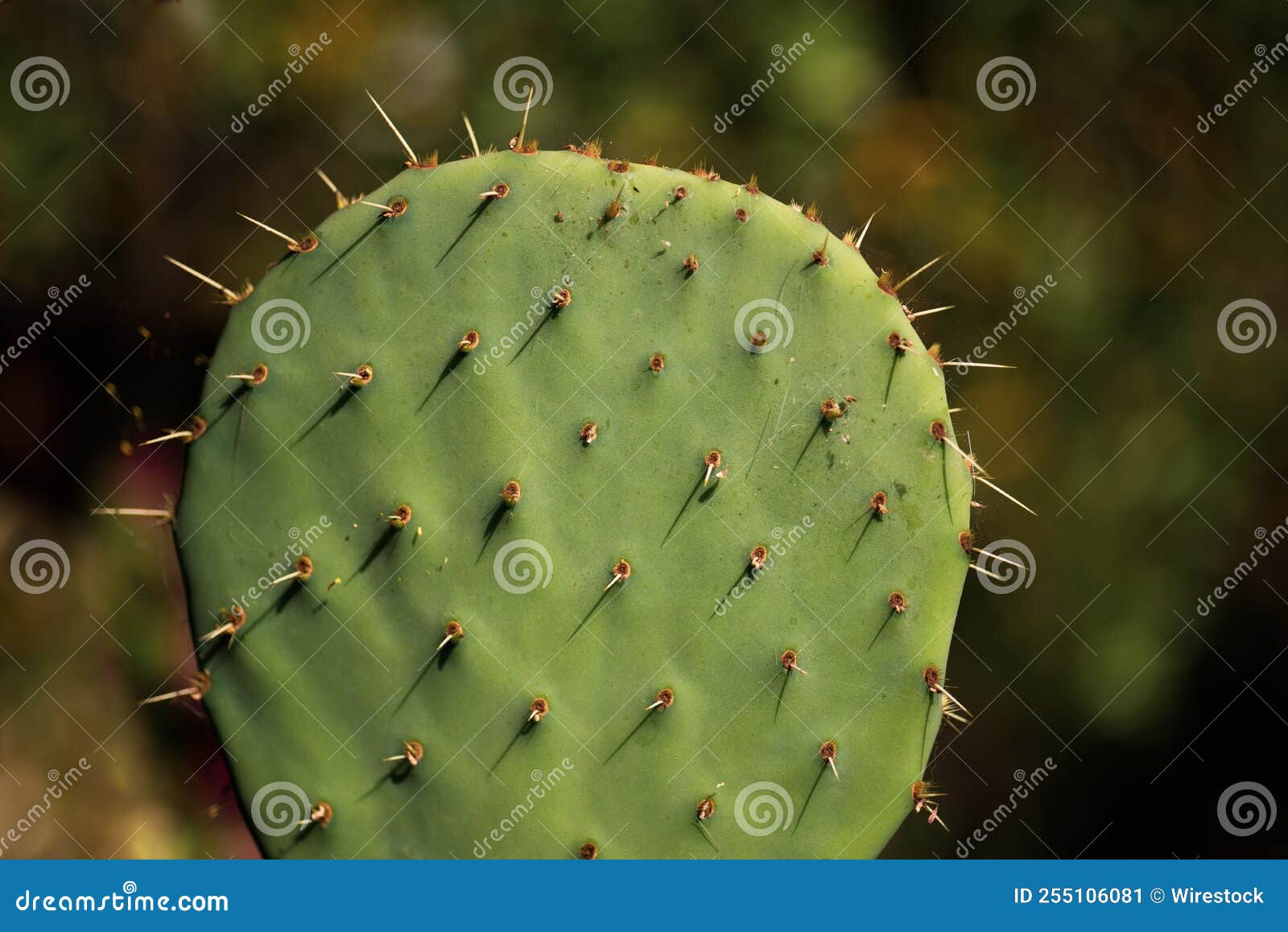 Closeup of a Barbary Fig Exposed To Sunlight Stock Image - Image of ...