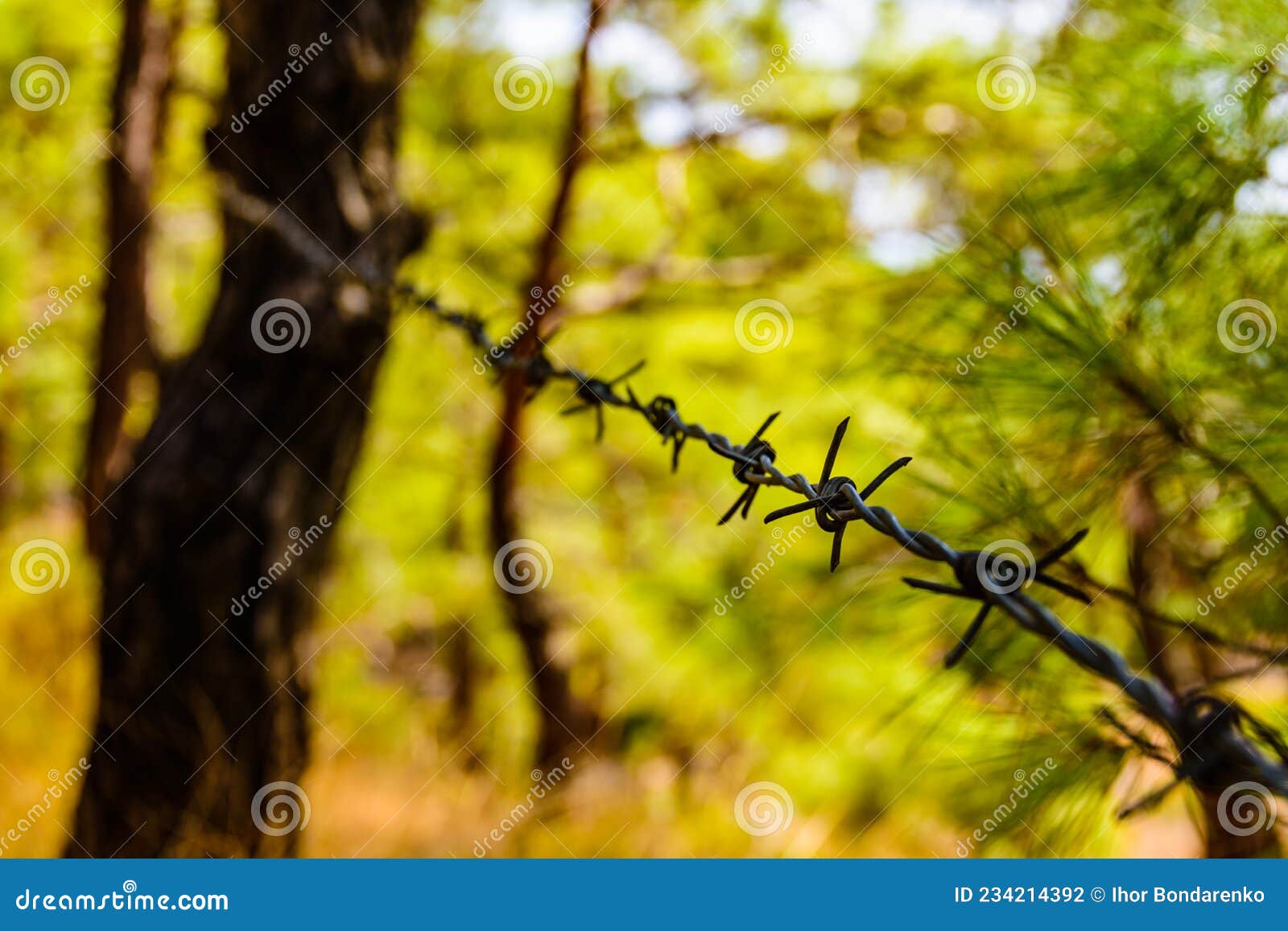 Closeup of Barbed Wire in a Forest Stock Photo - Image of countryside ...