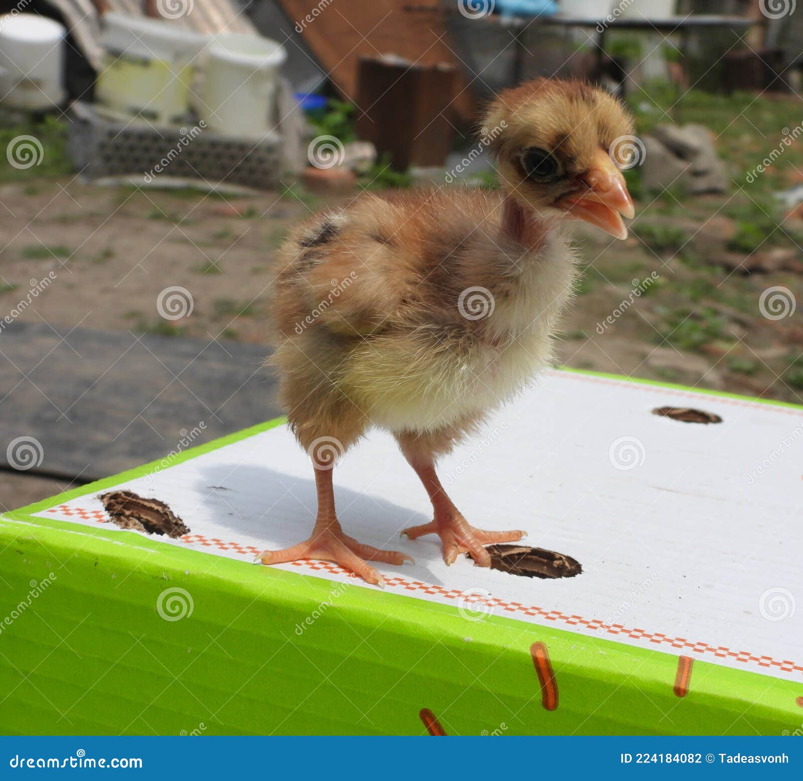 Closeup of Bare-neck Chicken 2 Stock Photo - Image of chick, farm ...