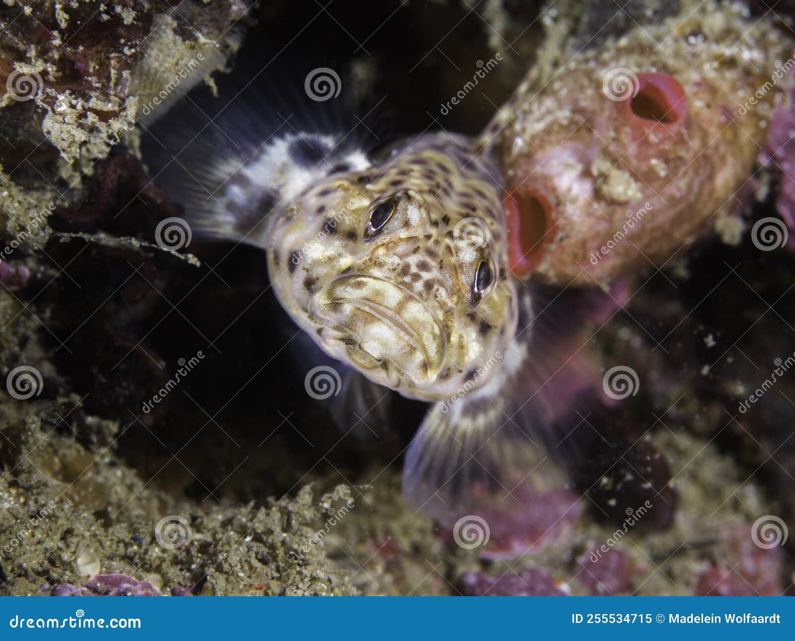 Closeup of a Barehead Goby Facing the Camera Stock Image - Image of ...