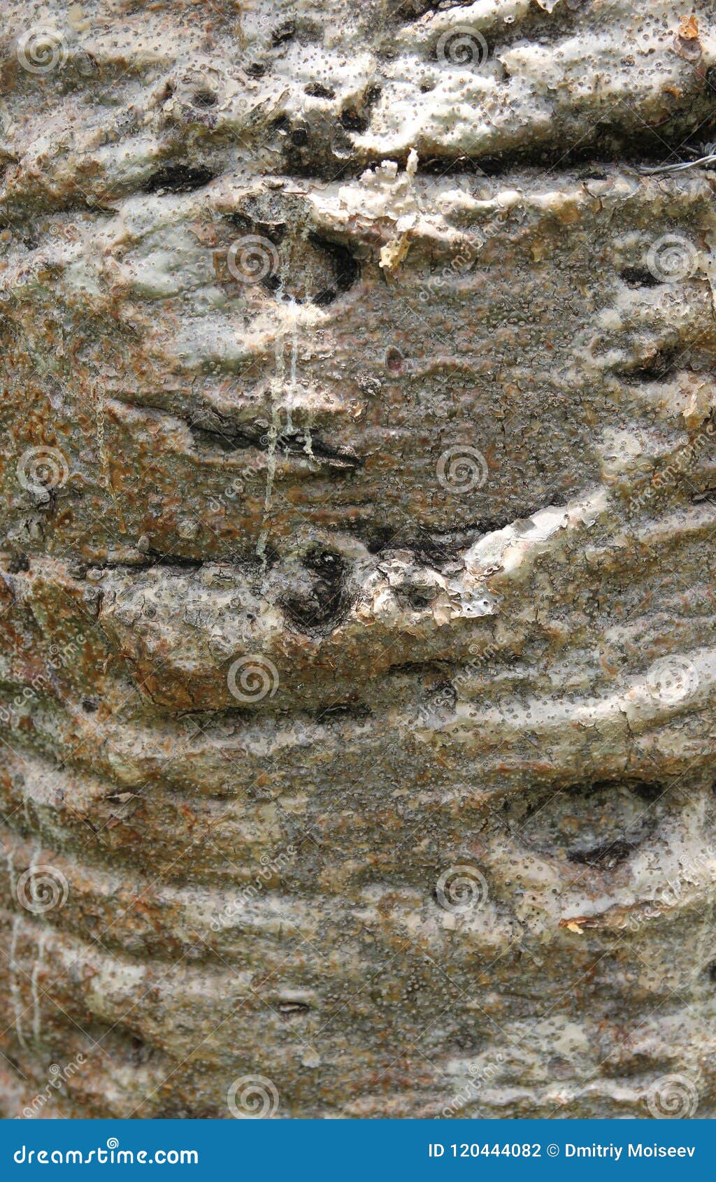 Beautiful Bark of the Baobab Tree Stock Photo - Image of garden ...