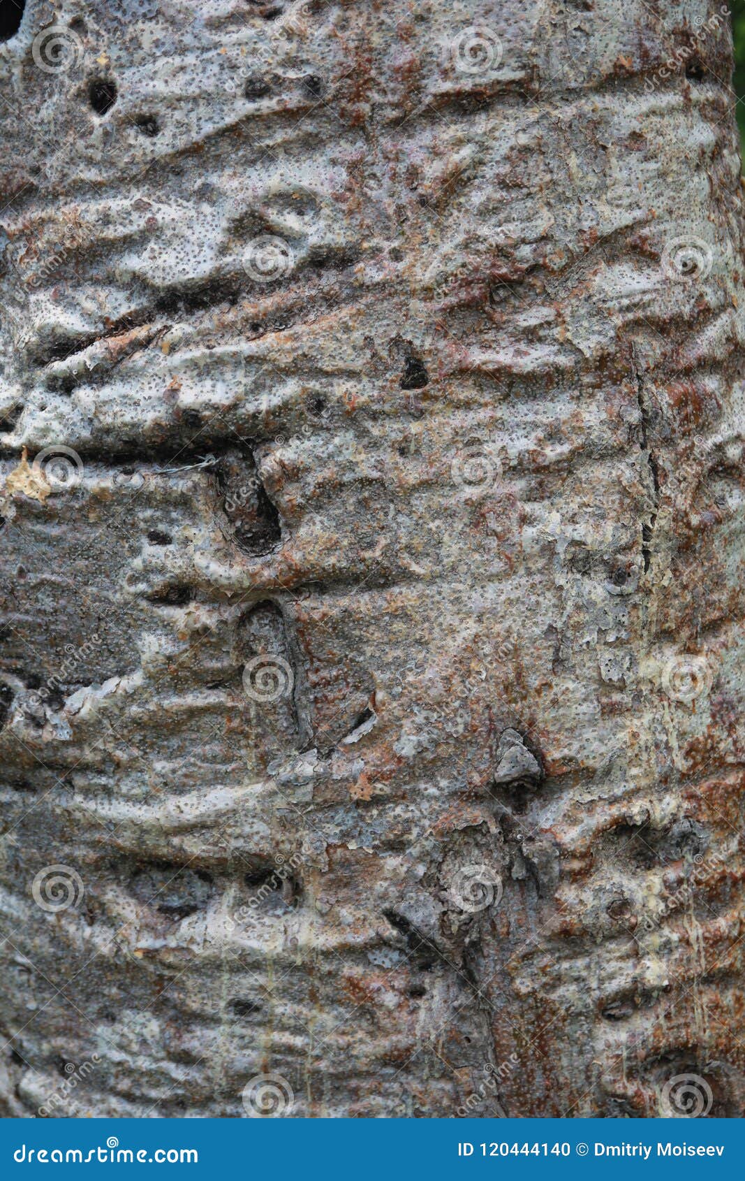 Beautiful Bark of the Baobab Tree Stock Photo - Image of brown ...