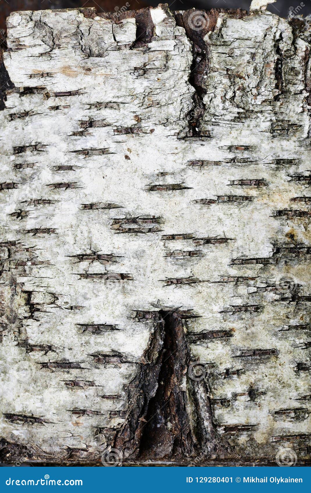 The bark of a birch tree stock image. Image of copyspace - 129280401
