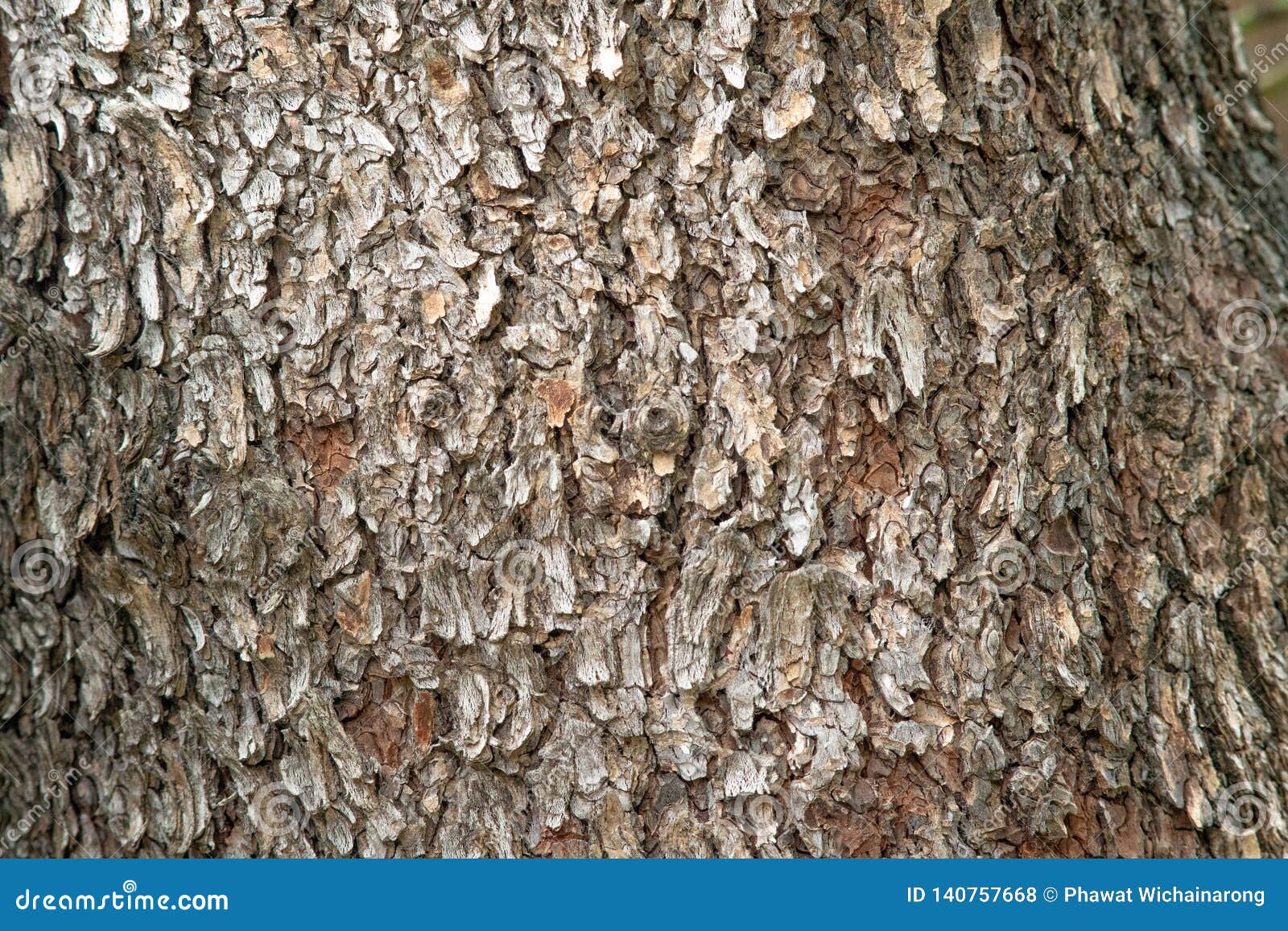 Hairy Keruing Tree Is A Plant With Red Flowers Isolated On White ...