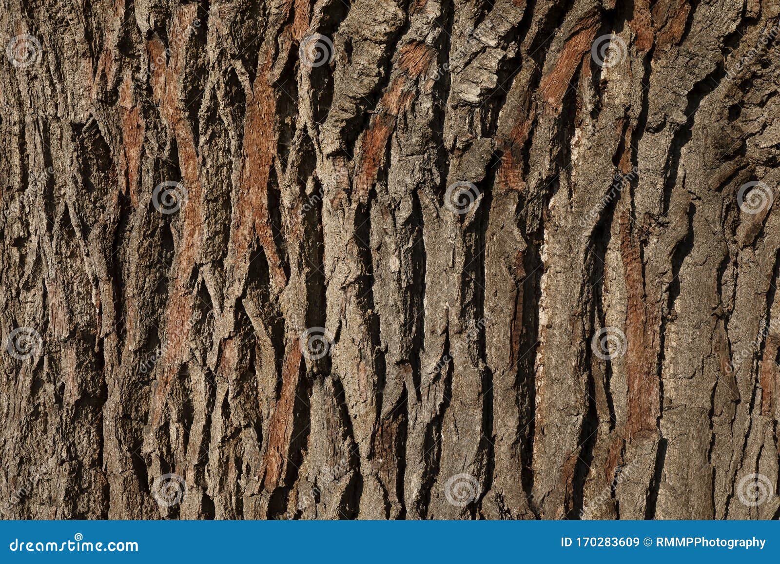 Bark Of An Oak Tree Stock Image Image Of Structures 170283609