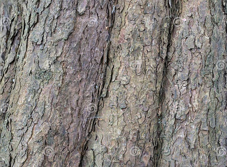 Closeup of Bark on Old Fat Chestnut Tree Stock Photo - Image of bark ...