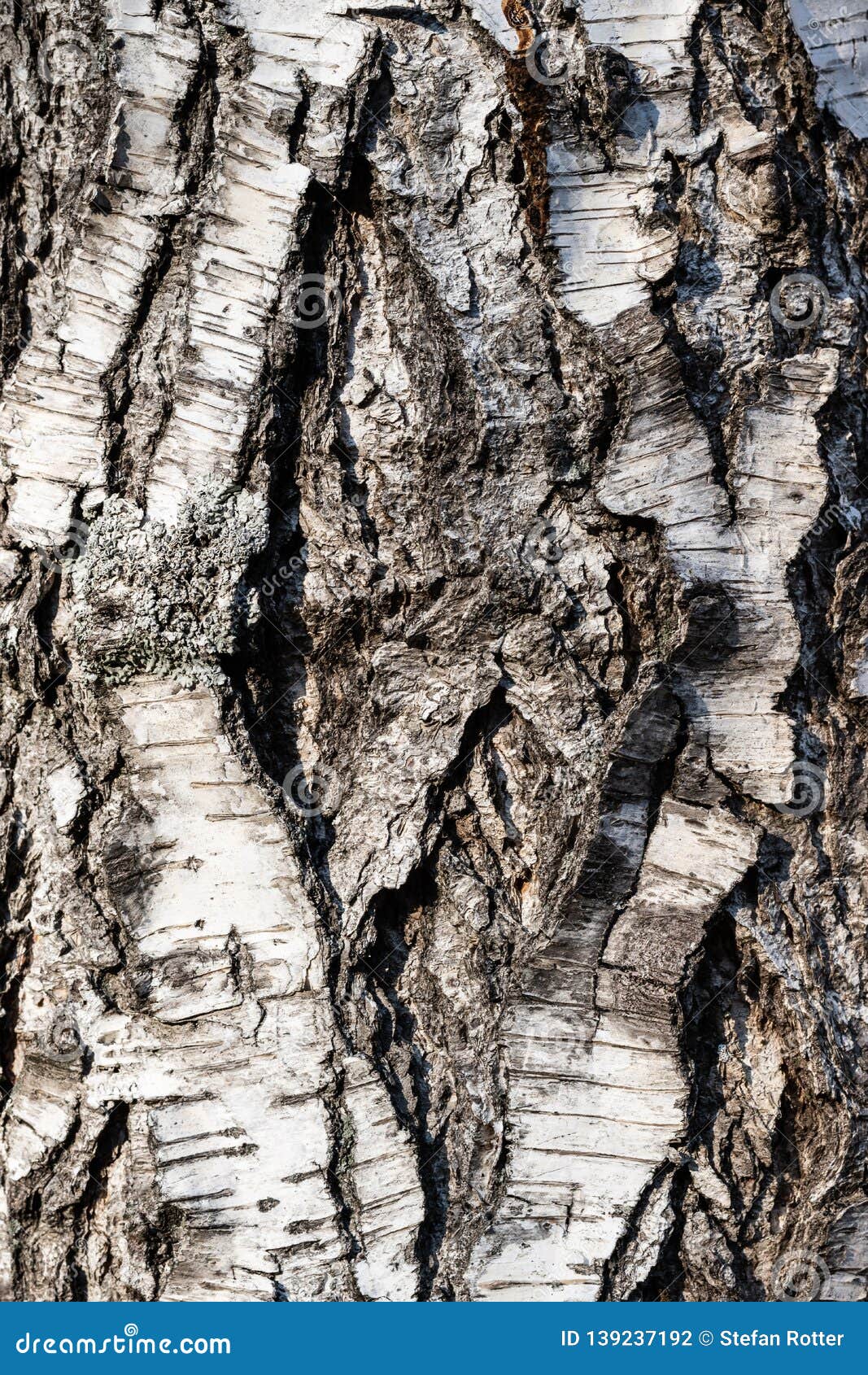 Closeup of the Bark of a Silver Birch Stock Photo - Image of deciduous ...