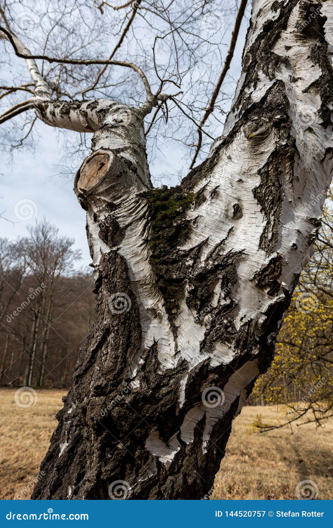 Closeup of the Bark of a Silver Birch Stock Image - Image of organic ...