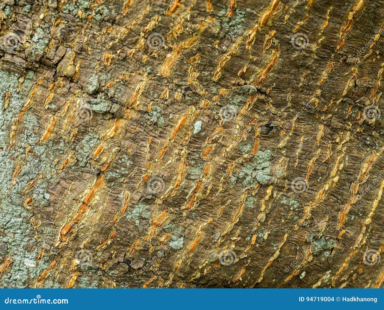 Bark Terminalia Ivorensis Tree Stock Photos - Free & Royalty-Free Stock ...