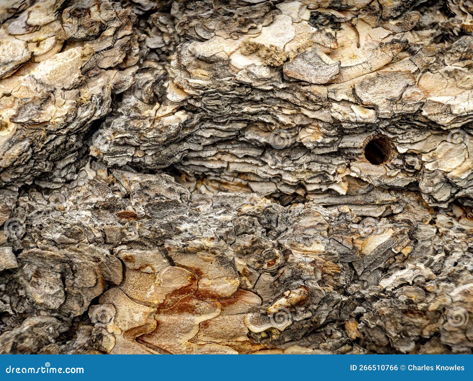 Closeup of Bark on a Tree with a Worm Hole Stock Photo - Image of ...