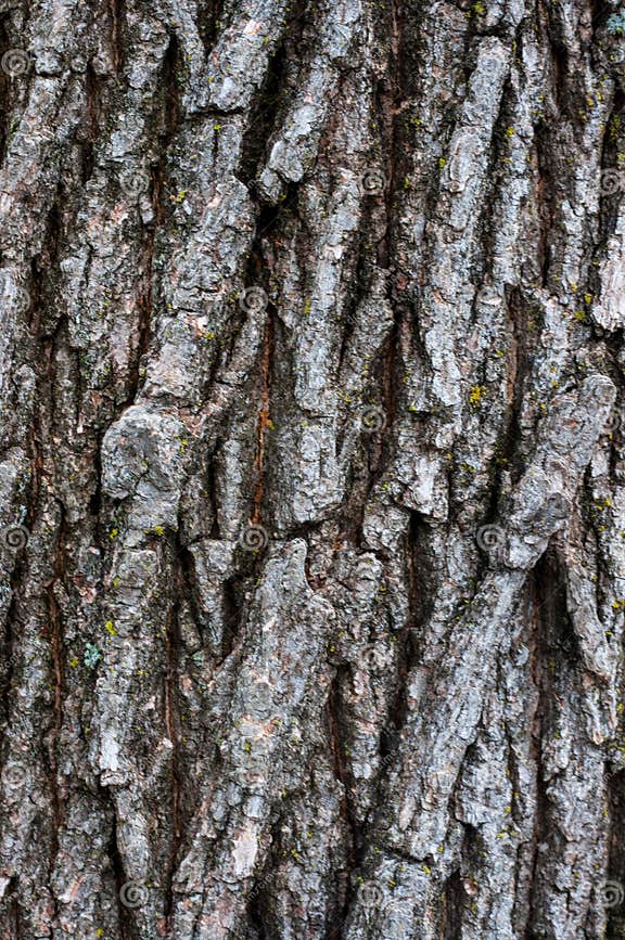 Maple Tree Bark stock photo. Image of abstract, wooden - 316229976