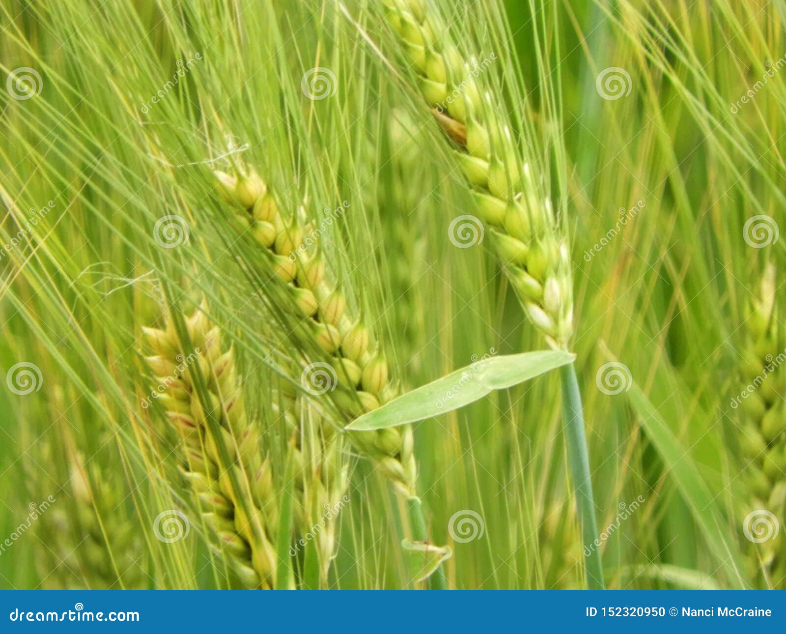 Closeup of Barley Wheat Stalk Grain Heads Stock Photo - Image of ...