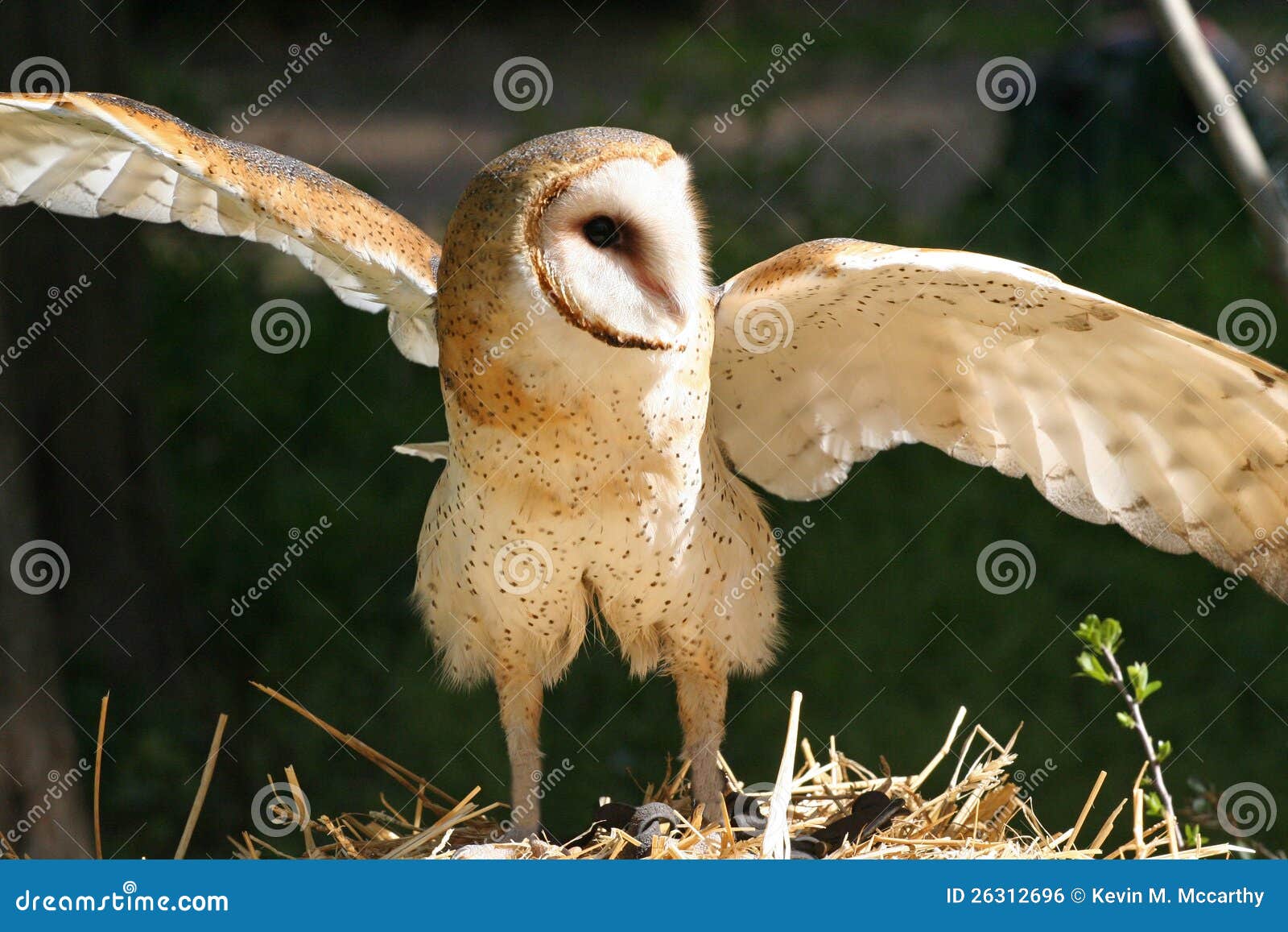 Closeup of a Barn Owl Raptor with Wings Spread Stock Photo - Image of ...