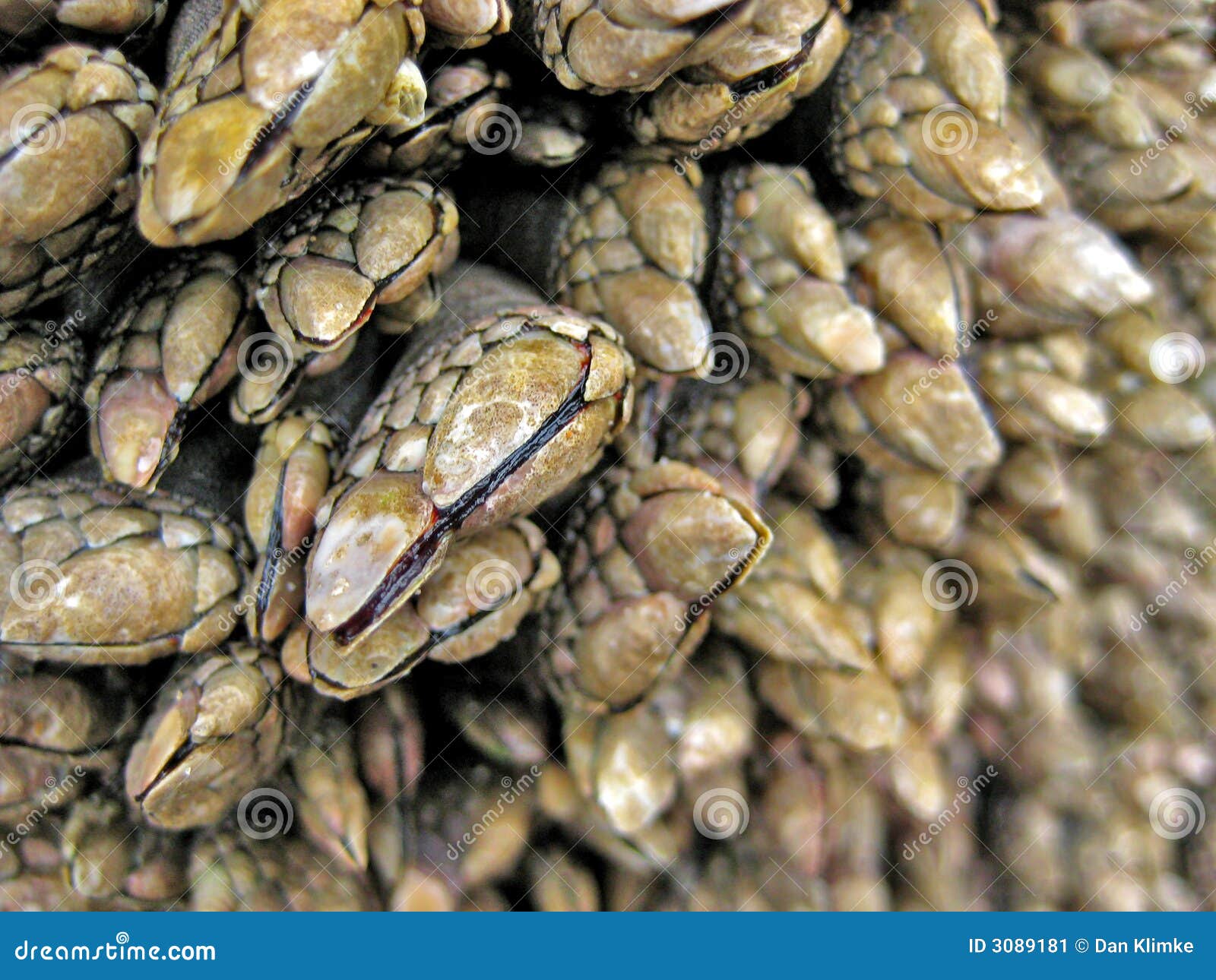 Closeup of Barnacles on a Rock Stock Image - Image of ocean, barnacles ...
