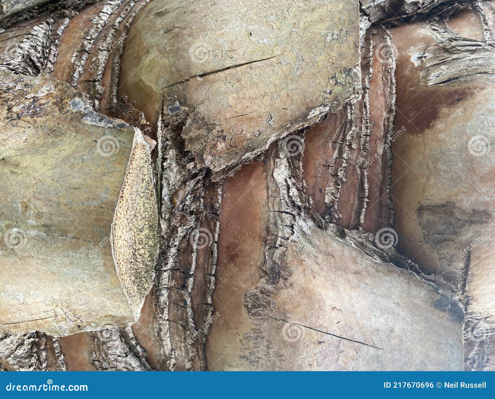 Base Branches of Palm Tree stock photo. Image of closeup - 217670696