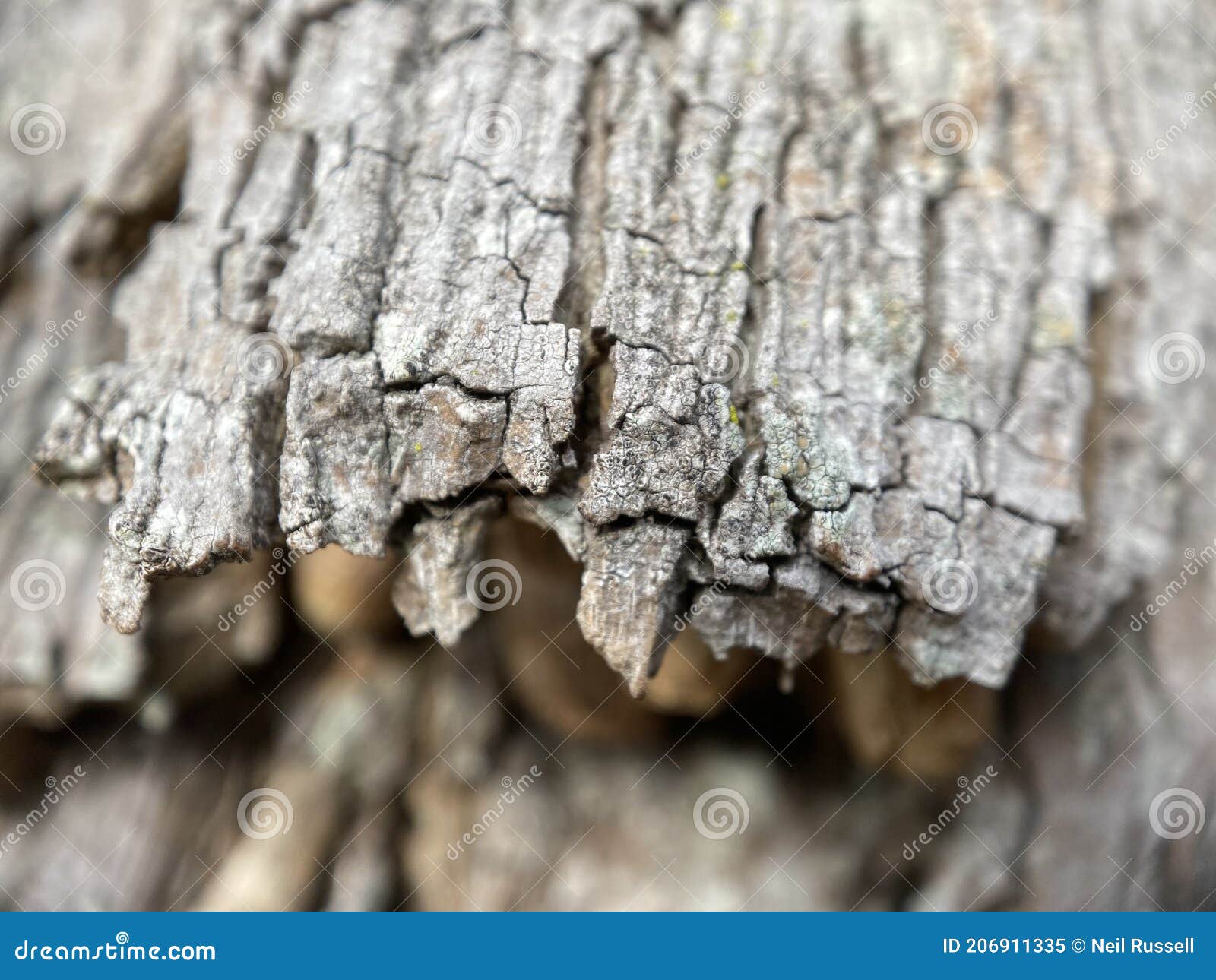 Base Section of Palm Tree stock image. Image of base - 206911335