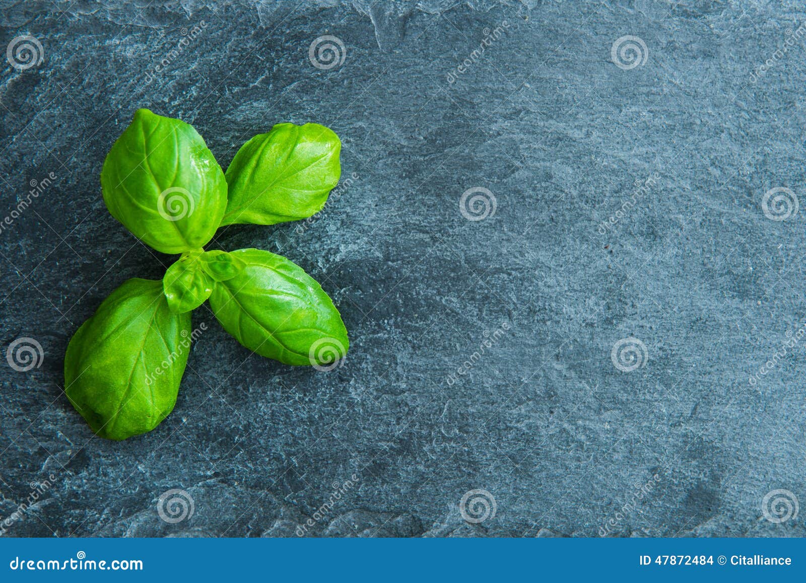 Closeup on Basil on Stone Substrate Stock Photo - Image of scented ...