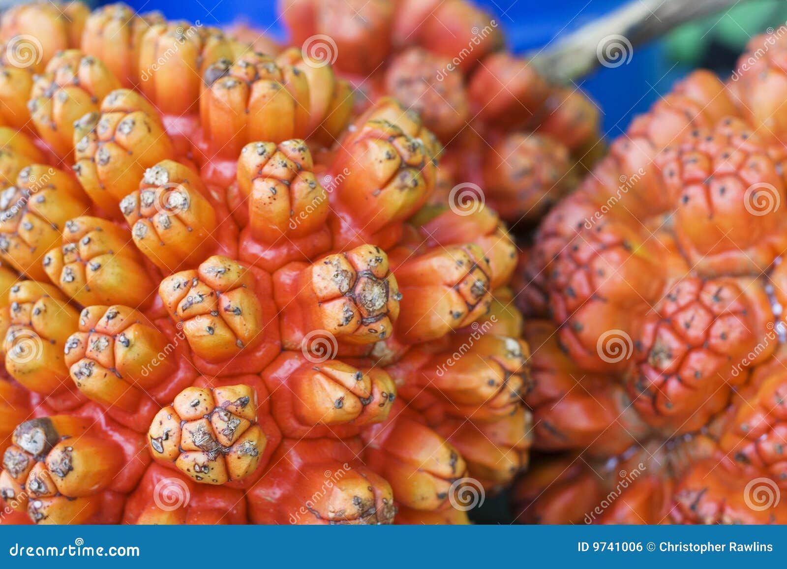 Closeup of a Beach Fruit stock photo. Image of taiwan - 9741006