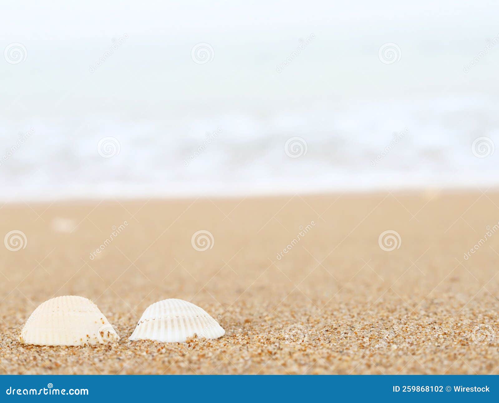 Closeup of Beach Shells on a Sandy Ground Stock Photo - Image of ...