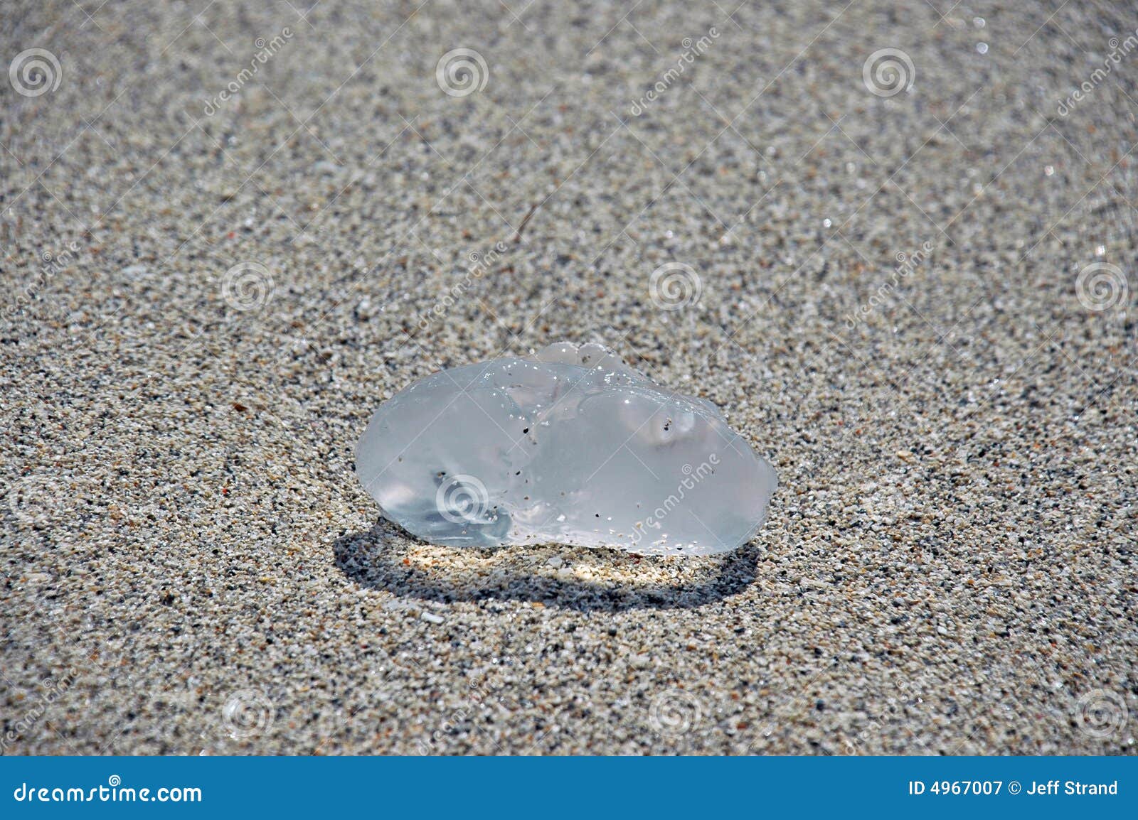 Closeup of Beached Clear Jellyfish Stock Image - Image of jelly ...