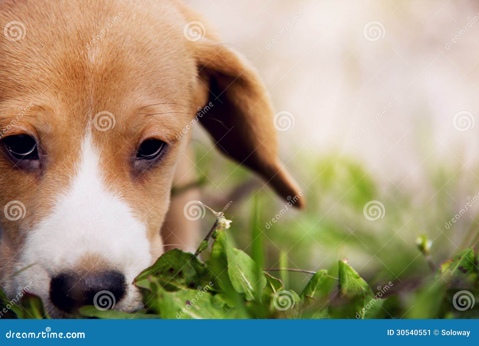 Closeup Beagle Puppy Portrait Stock Image - Image of leisure, pity ...