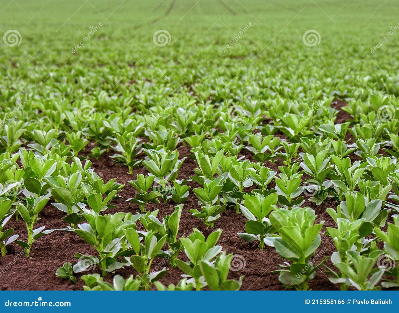 Closeup of Young Plants of Beans, Fava Field Beans Stock Photo - Image ...