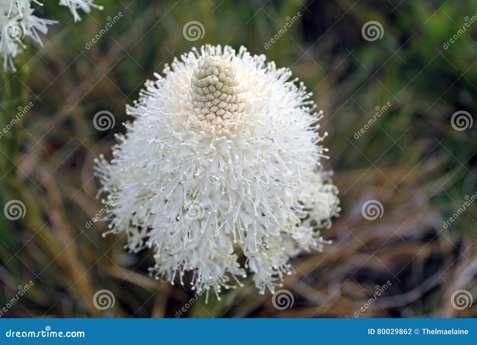Closeup of Bear Grass in Glacier National Park Stock Photo - Image of ...
