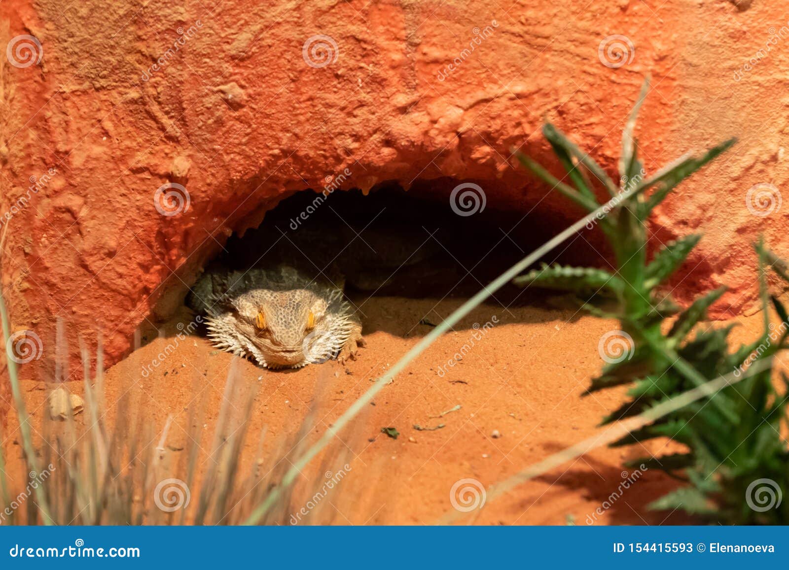 Closeup of a Bearded Dragon in the Den Stock Image - Image of fauna ...