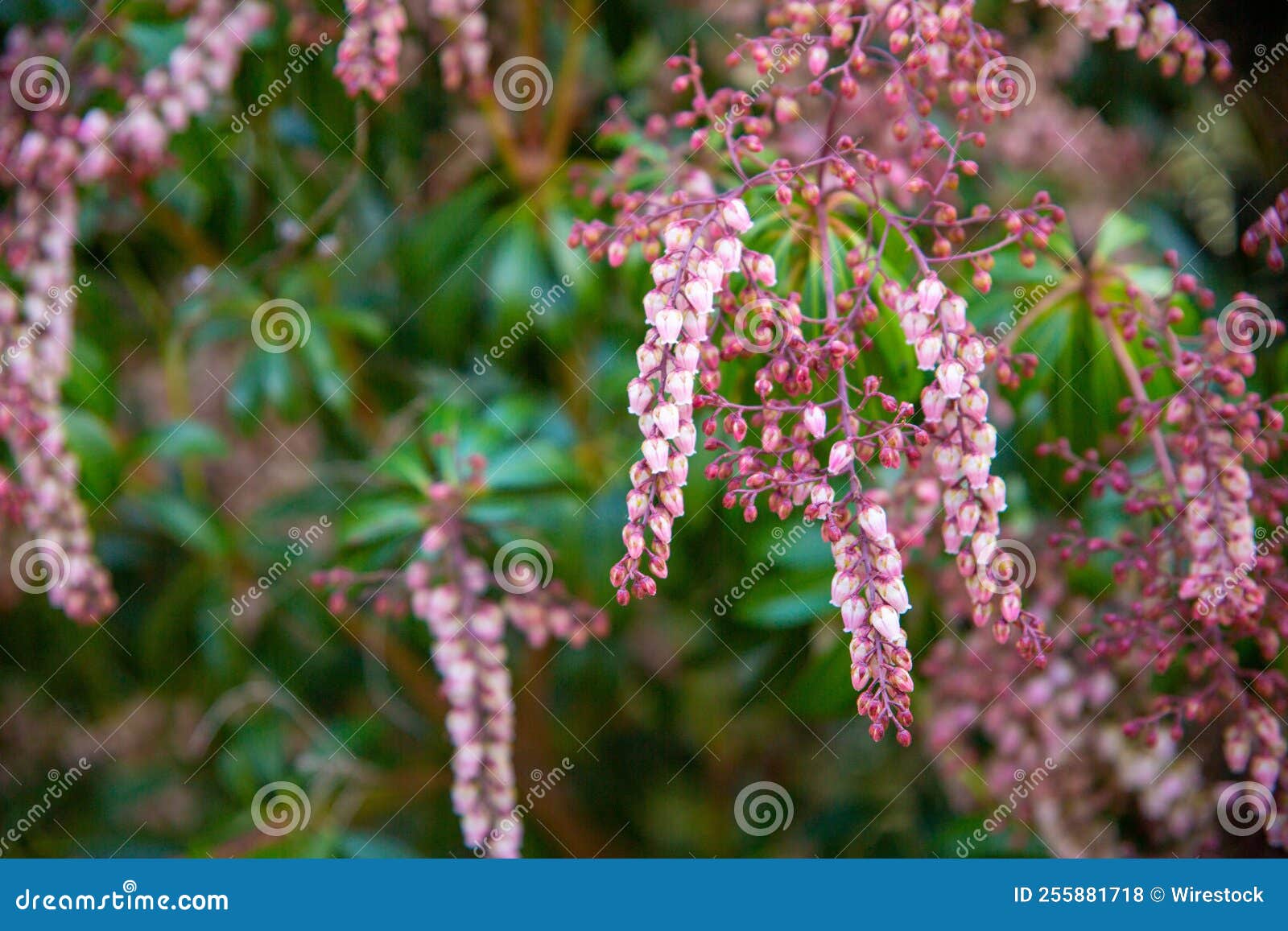 Closeup of Beautiful Andromeda Plants Growing in a Garden Stock Photo ...