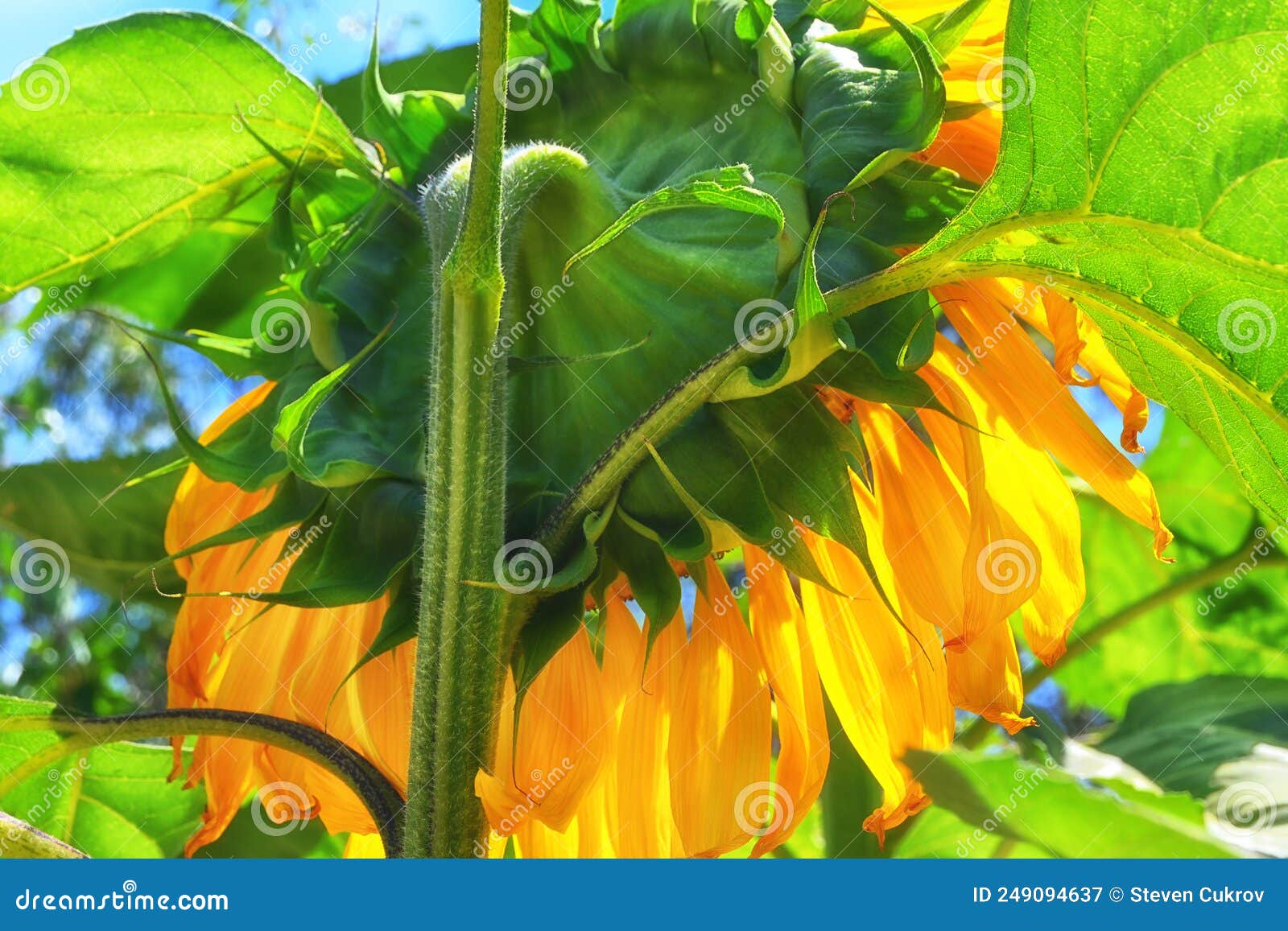 Closeup of a Beautiful Backlit Sunflower from Behind Stock Image ...