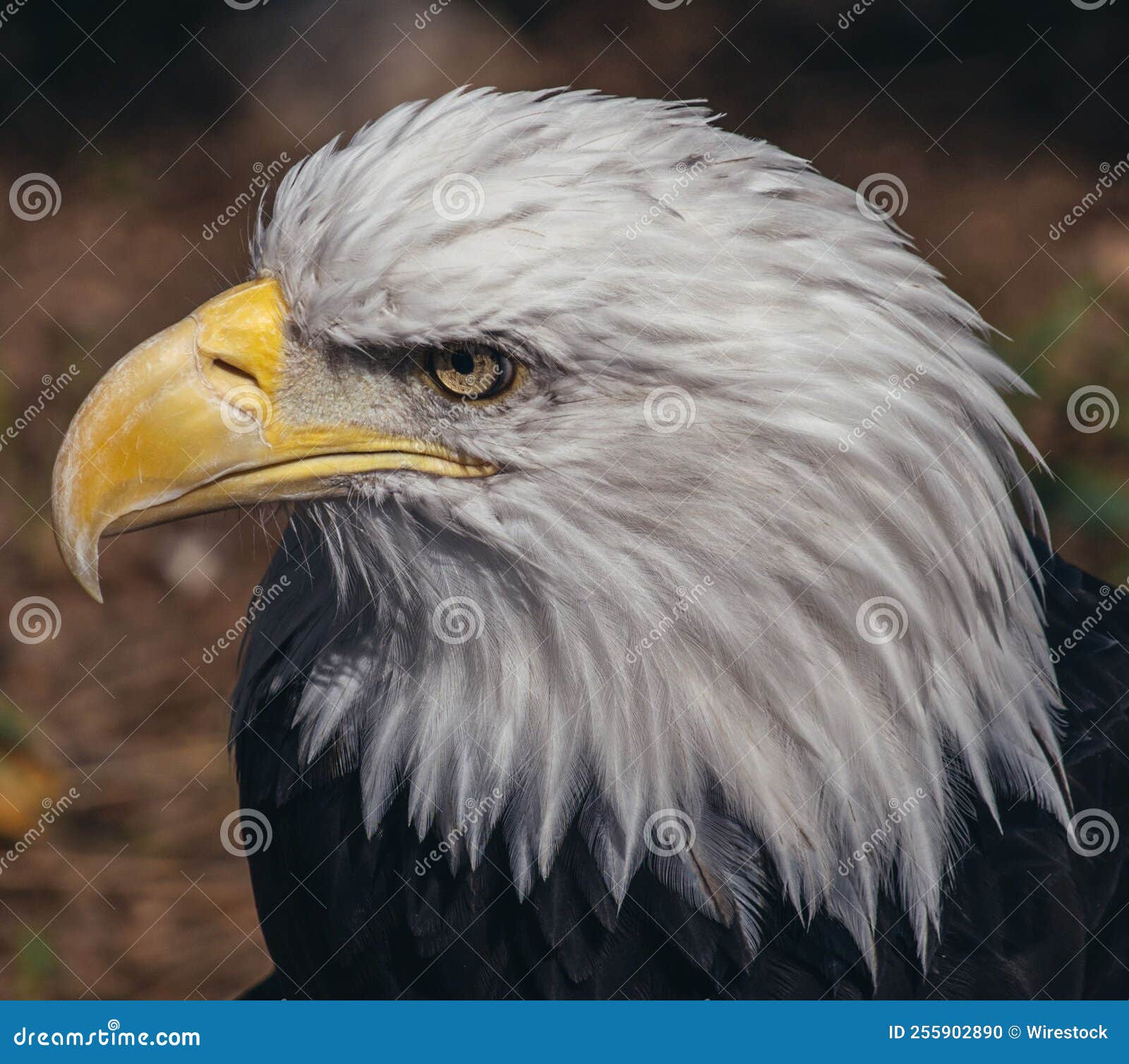 Closeup of a Beautiful Bald Eagle Staring at Something Stock Photo ...