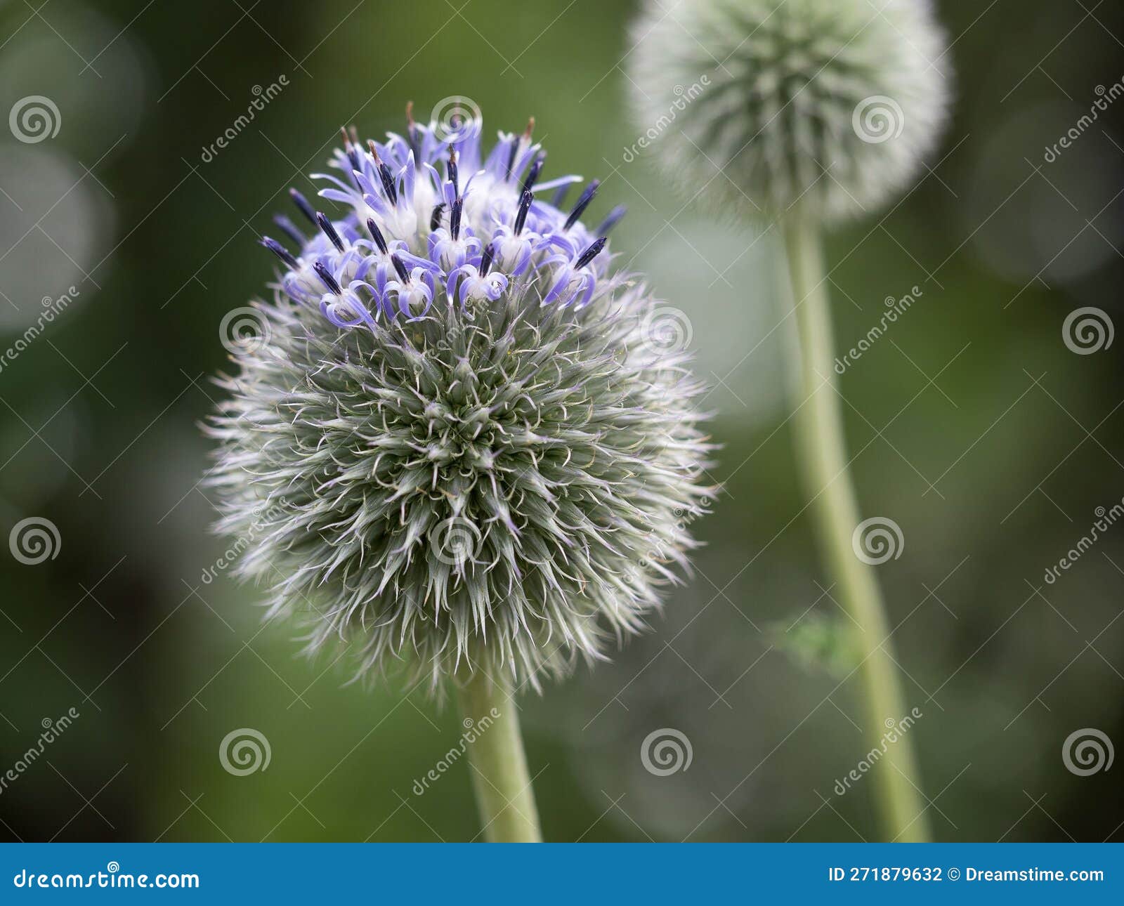 Closeup of the Beautiful Ball Thistle Growing in the Meadow Stock Photo ...