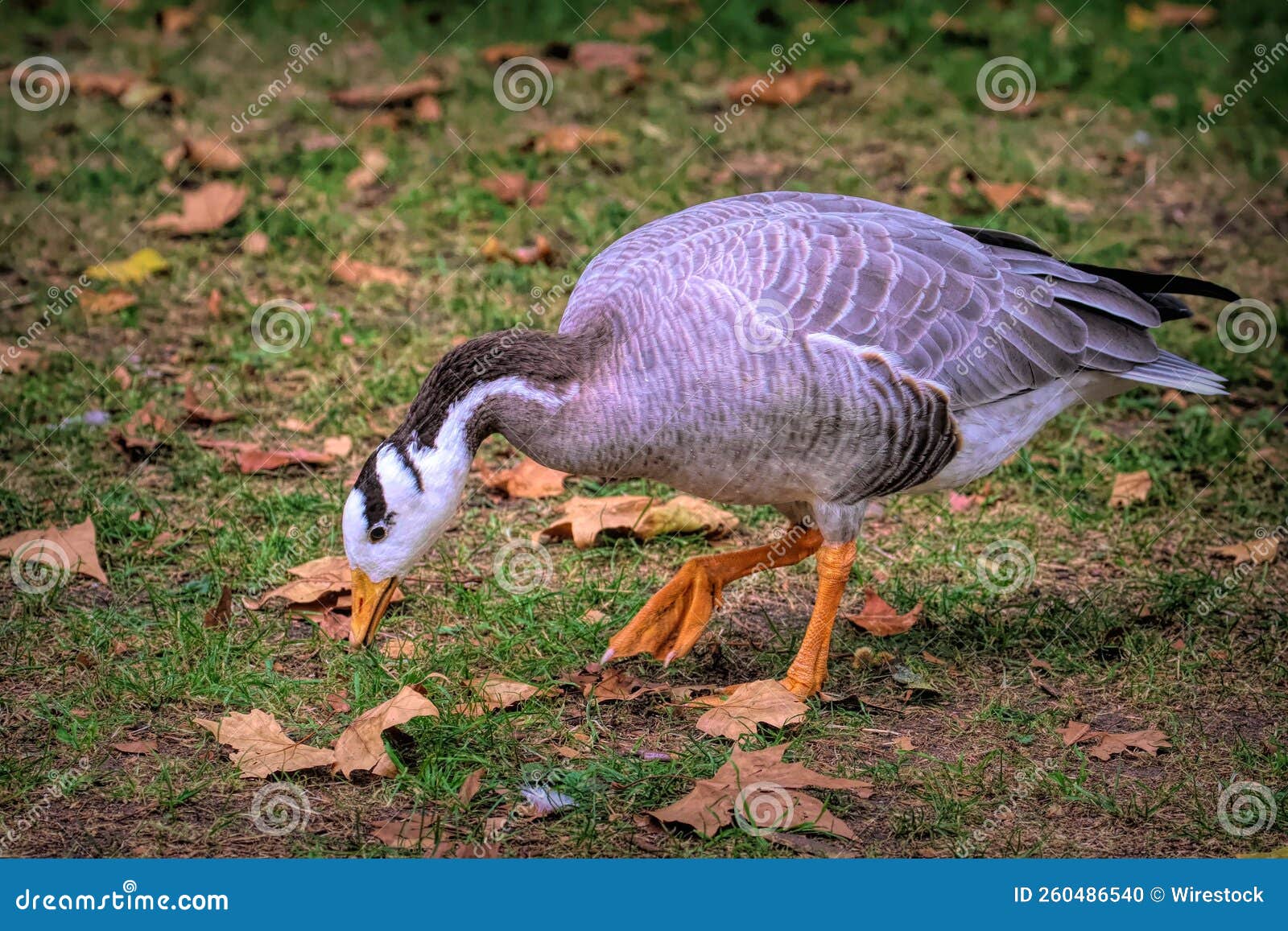 Closeup of a Beautiful Bar-headed Goose Eating Grass Stock Photo ...