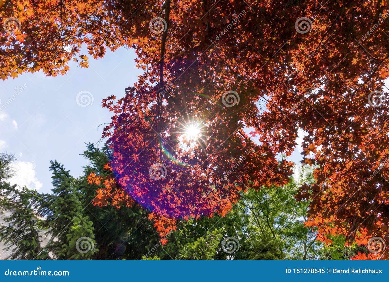 Closeup of Blood Red Maple Tree in the Park Stock Image - Image of ...